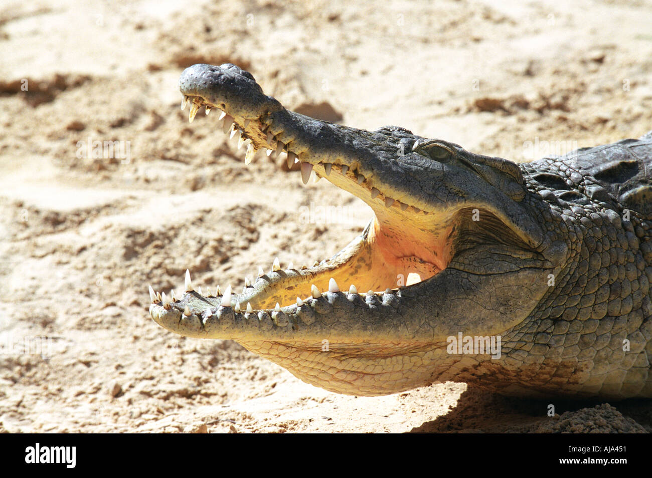 Mamba Crocodile Farm in Mombasa Kenya East Africa Stock Photo - Alamy