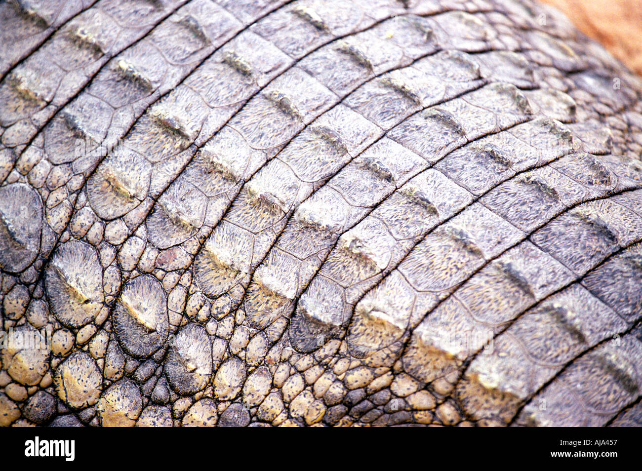 Crocodile skins hi-res stock photography and images - Alamy