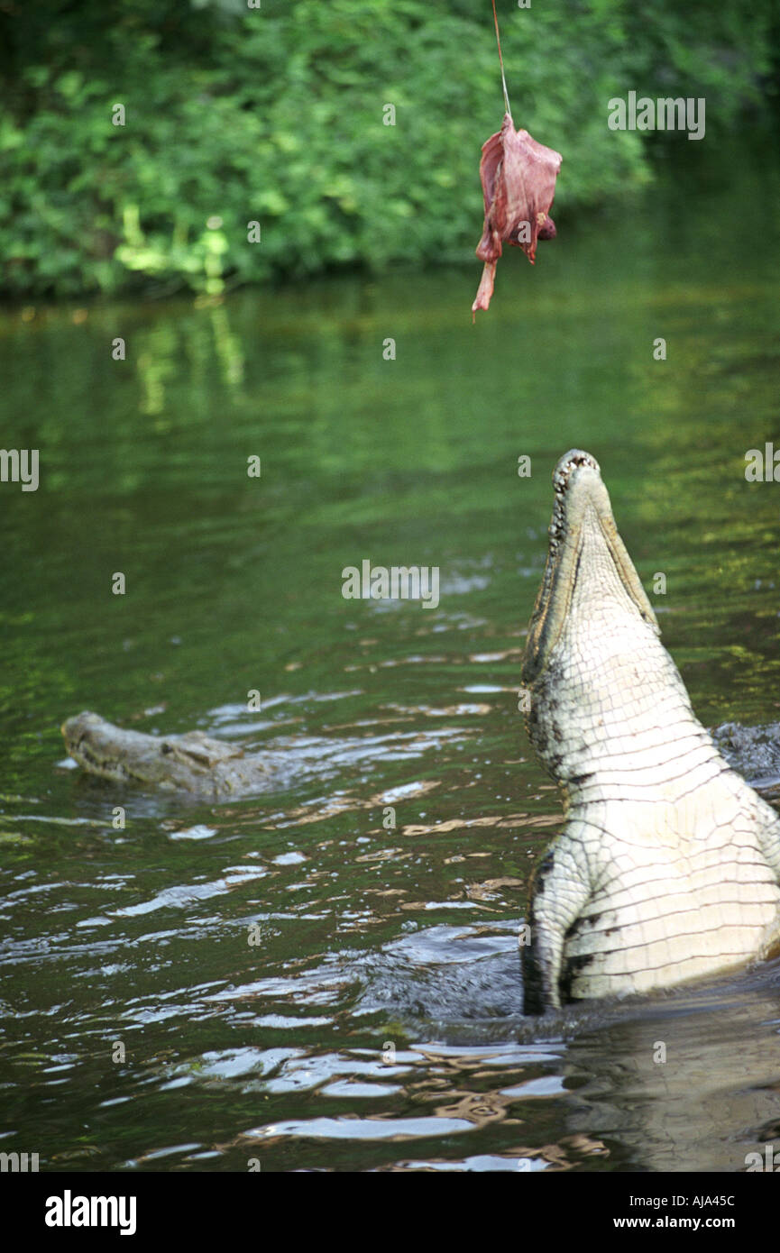 Nile Crocodiles jump for food at the Mamba Crocodile Farm in Mombasa ...