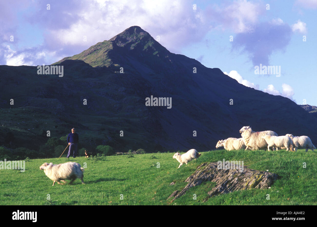 Welsh sheep farmer snowdonia hi-res stock photography and images - Alamy