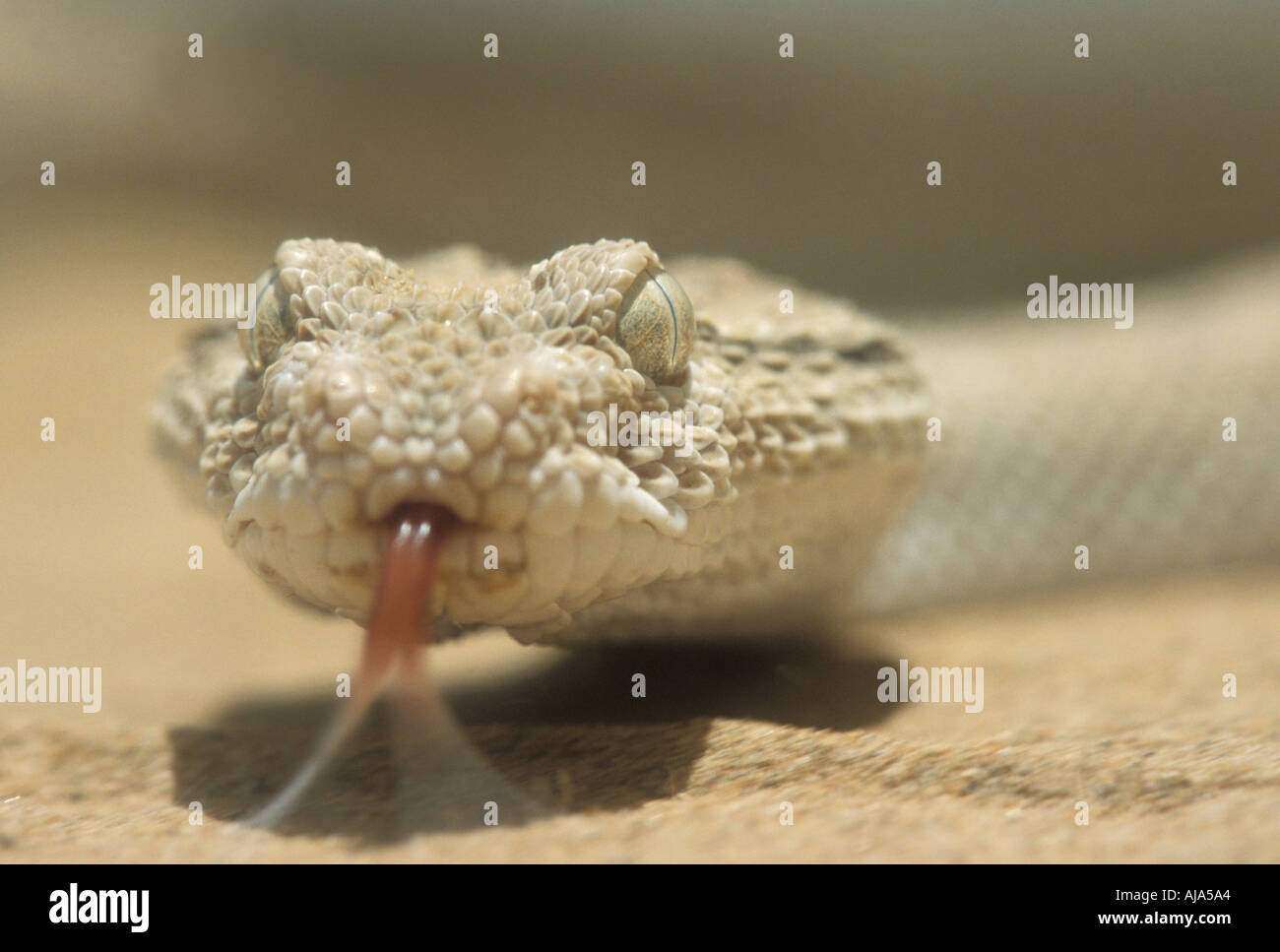 Sand Viper Stock Photos & Sand Viper Stock Images - Alamy