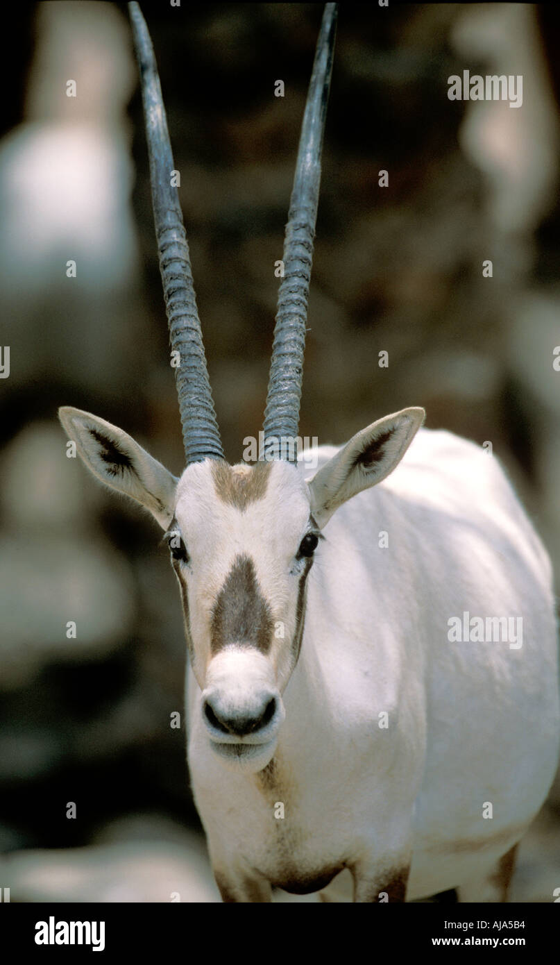 Arabian Oryx saudi arabia Stock Photo - Alamy
