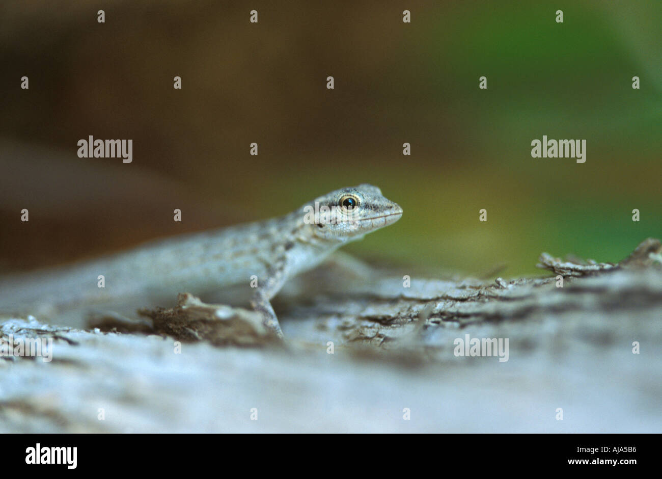 Desert lizard saudi hi-res stock photography and images - Alamy