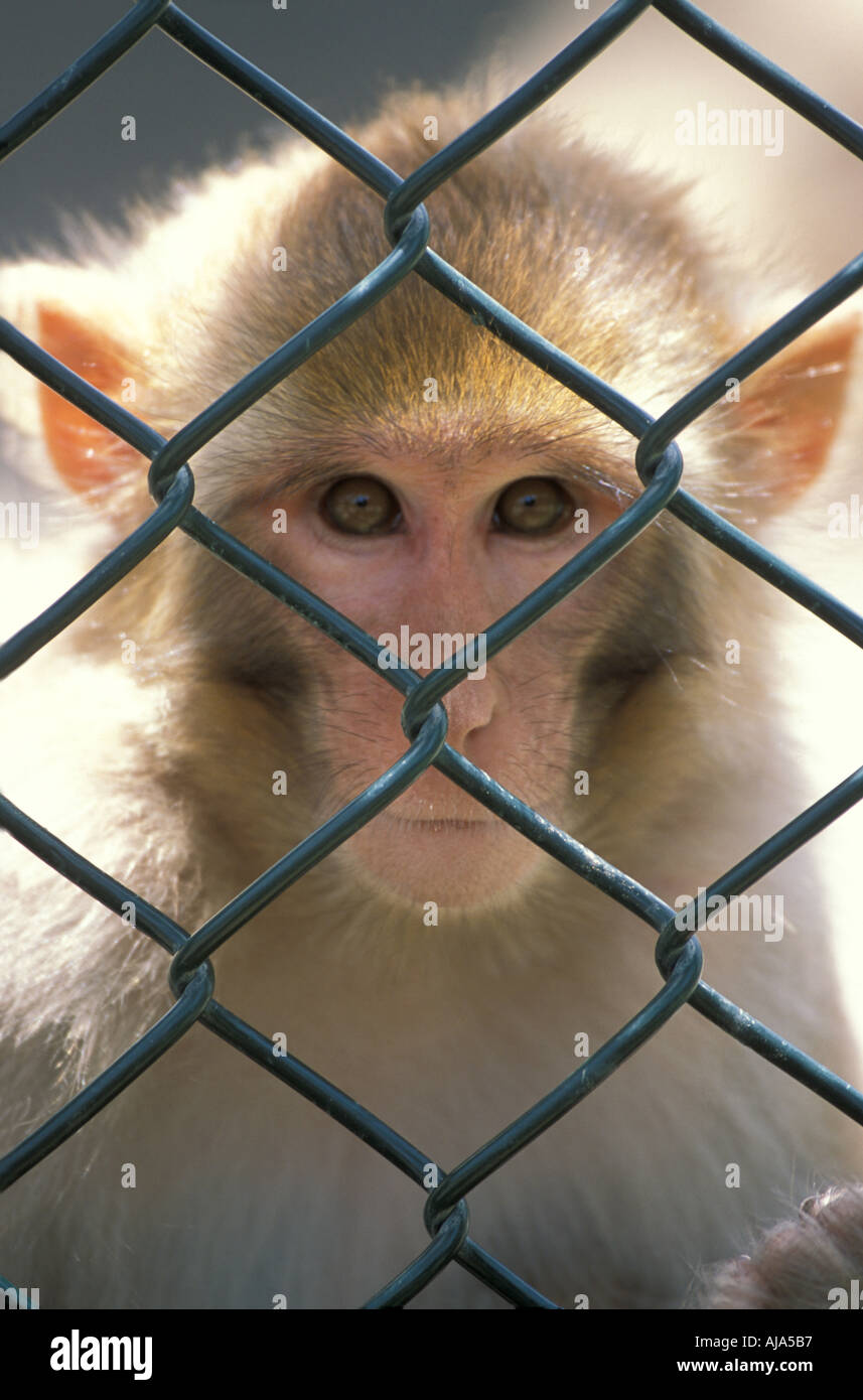 Caged prisoner hi-res stock photography and images - Alamy