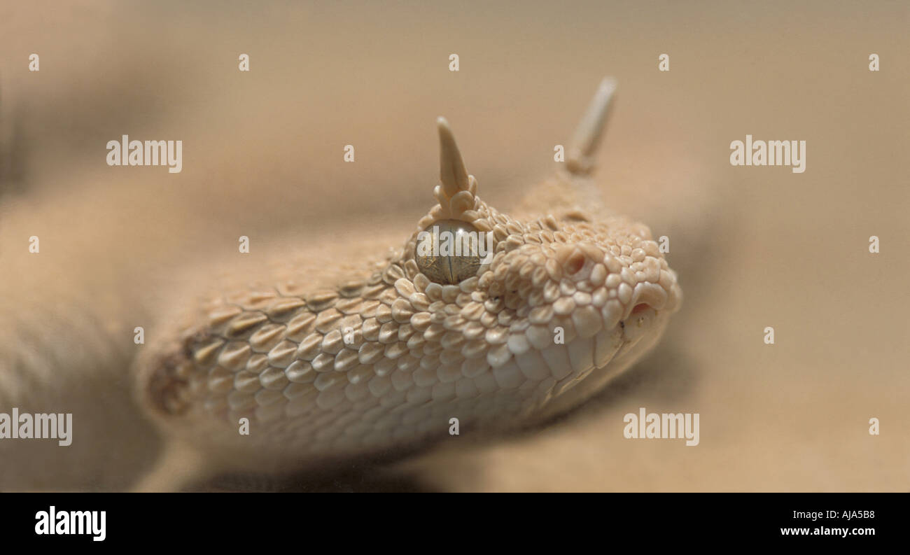 Sand snake saudi hi-res stock photography and images - Alamy