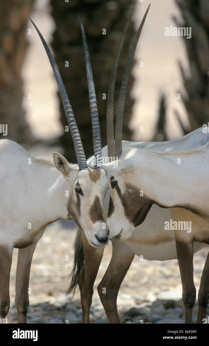 Arabian Oryx saudi arabia Stock Photo - Alamy