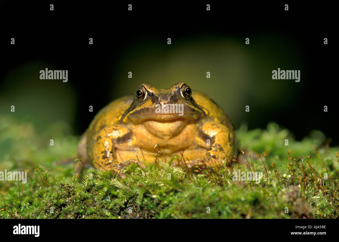 Frog weed pond hi-res stock photography and images - Alamy
