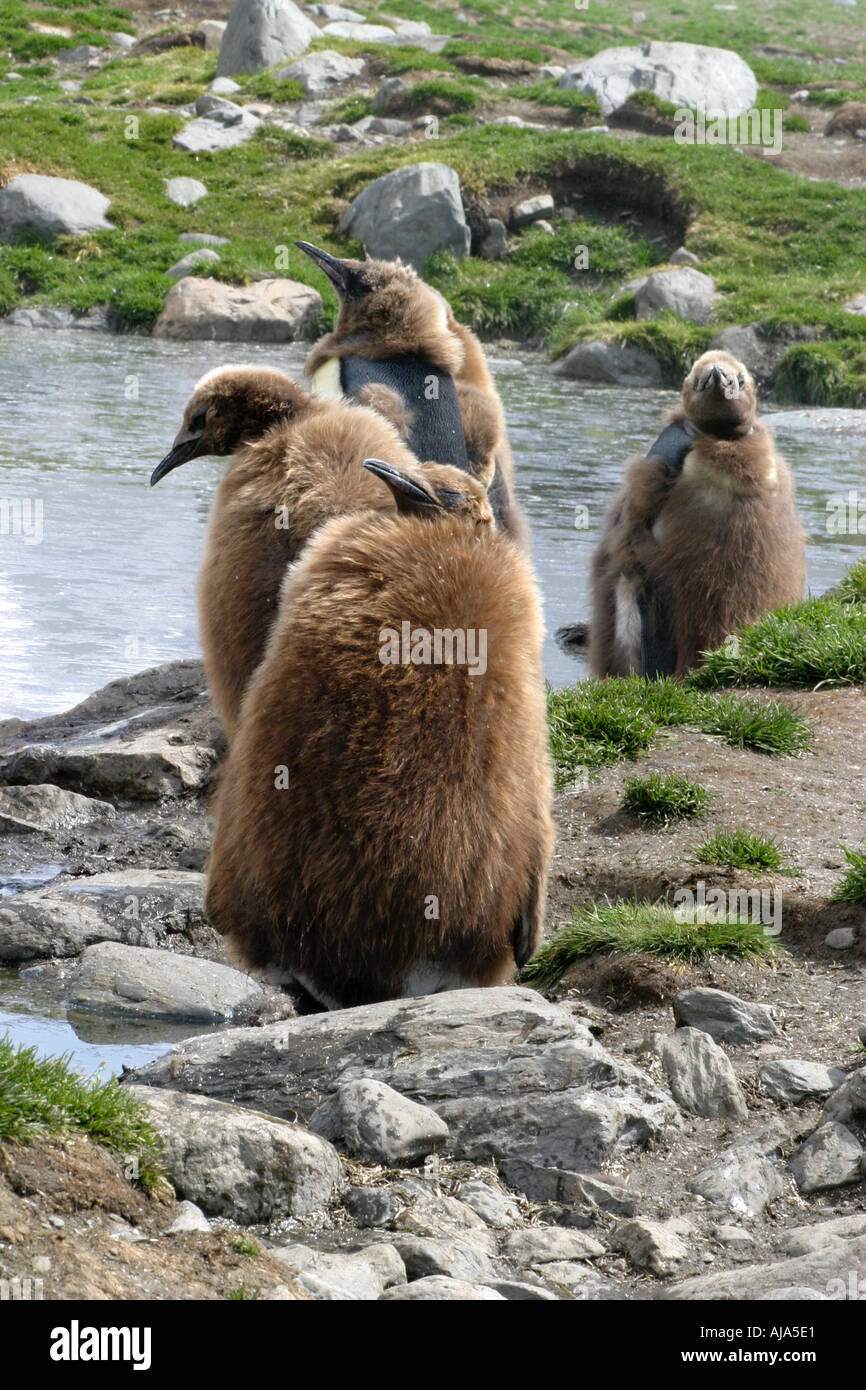 King Penguins at St Andrews Bay on South Georgia island which is the ...