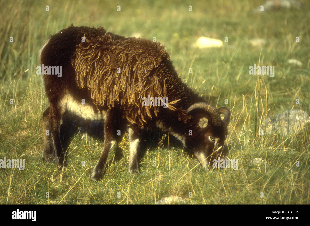 Soay Sheep of St Kilda Scotland Stock Photo - Alamy