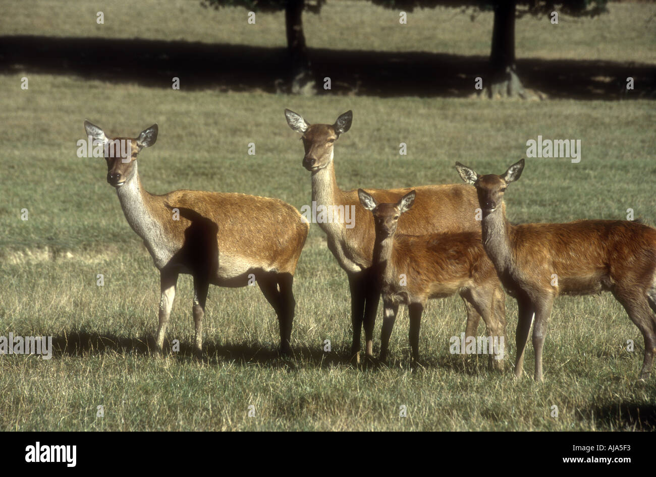 Hinds and calves hi-res stock photography and images - Alamy