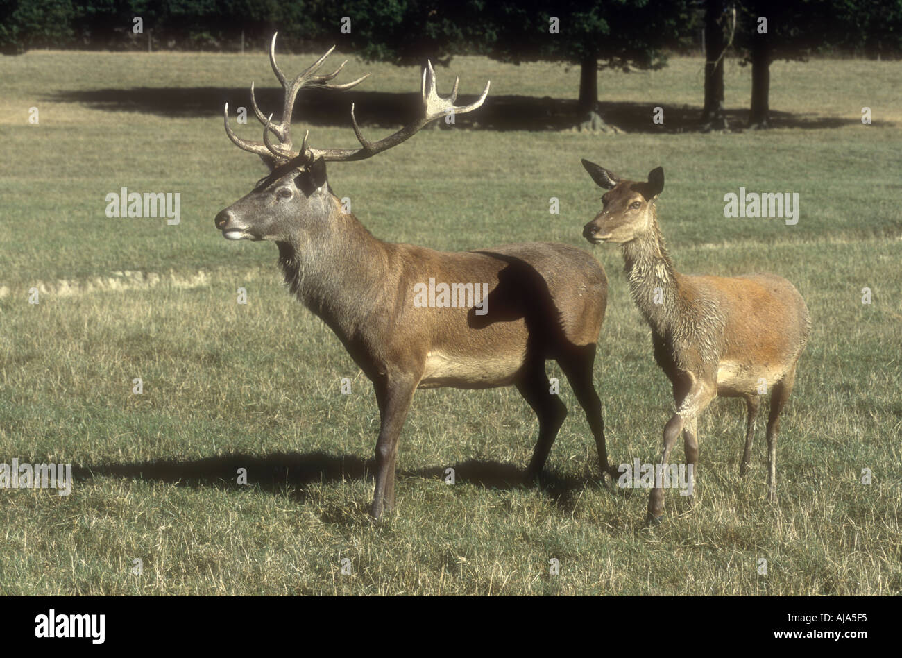 Stag and hind in the hi-res stock photography and images - Alamy