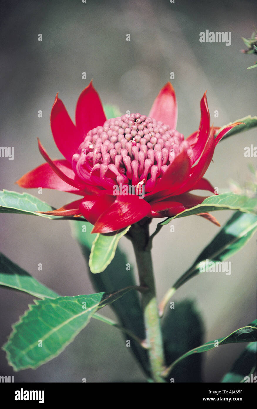 Waratah with leaves hi-res stock photography and images - Alamy