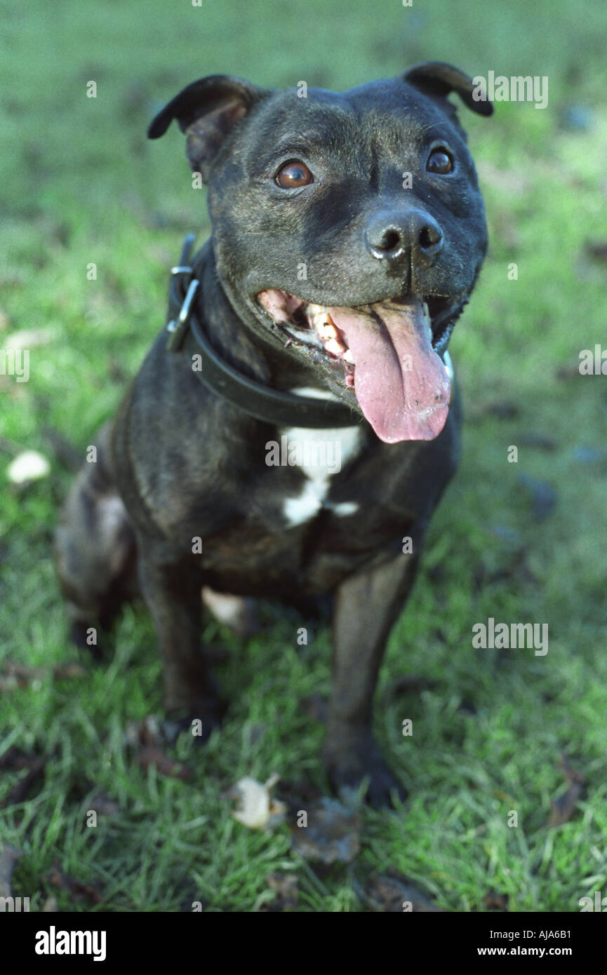 Dangerous dogs act hi-res stock photography and images - Alamy