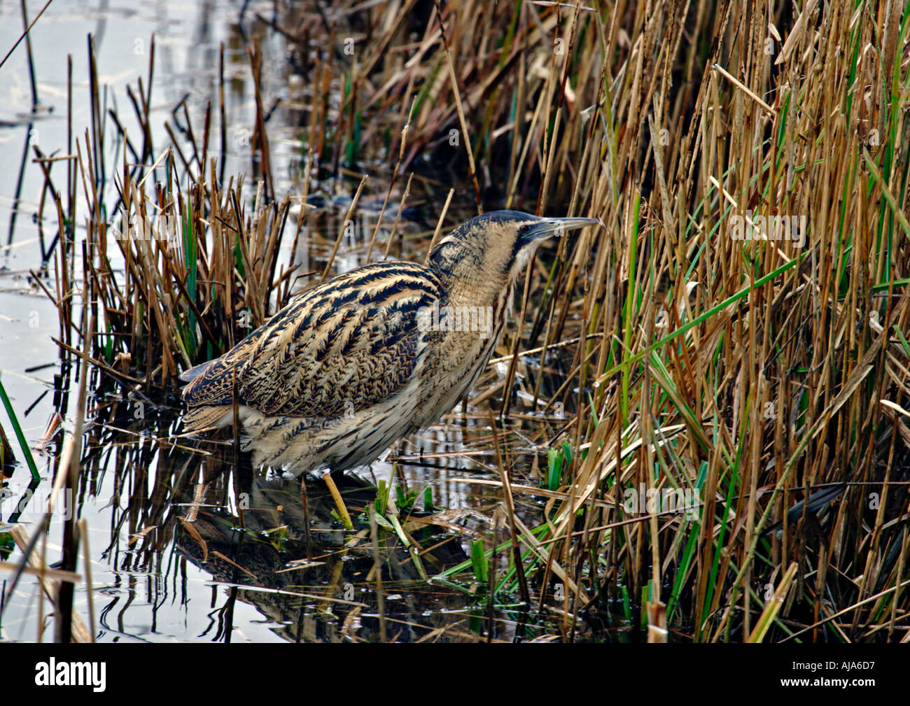 Bittern Botaurus stellaris Stock Photo - Alamy