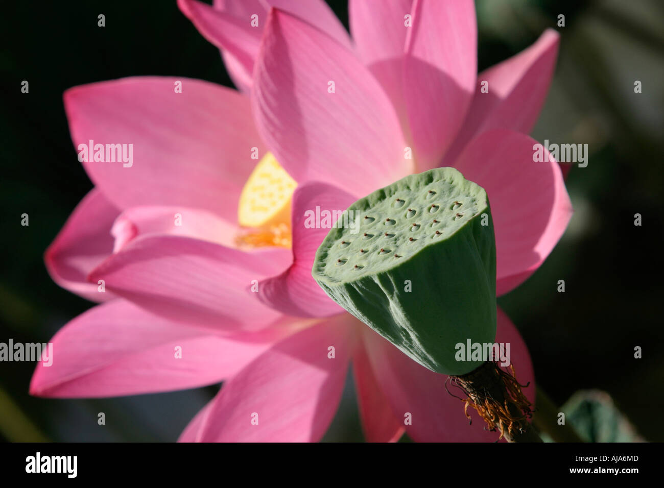 Conical roots hi-res stock photography and images - Alamy