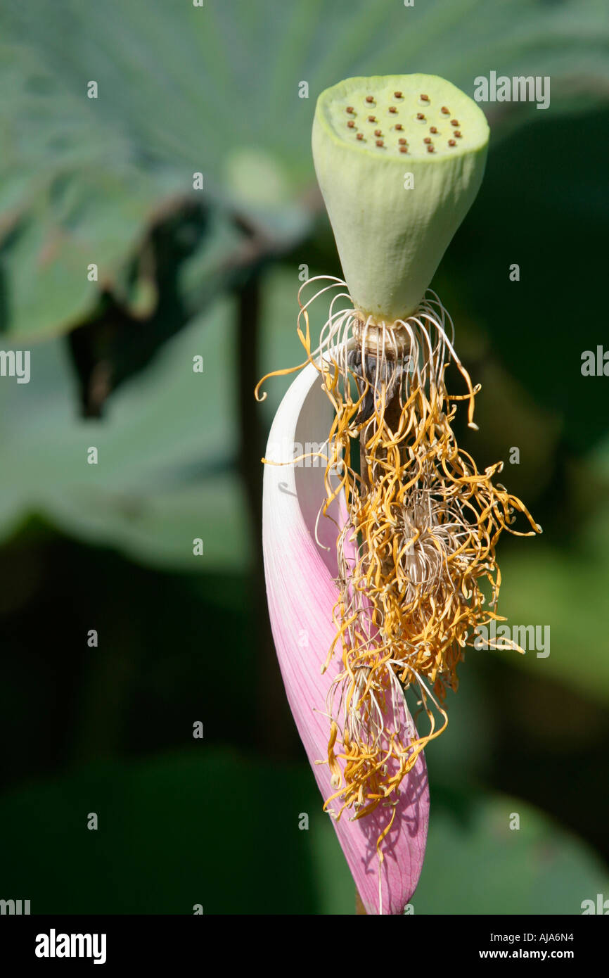 Conical roots hi-res stock photography and images - Alamy