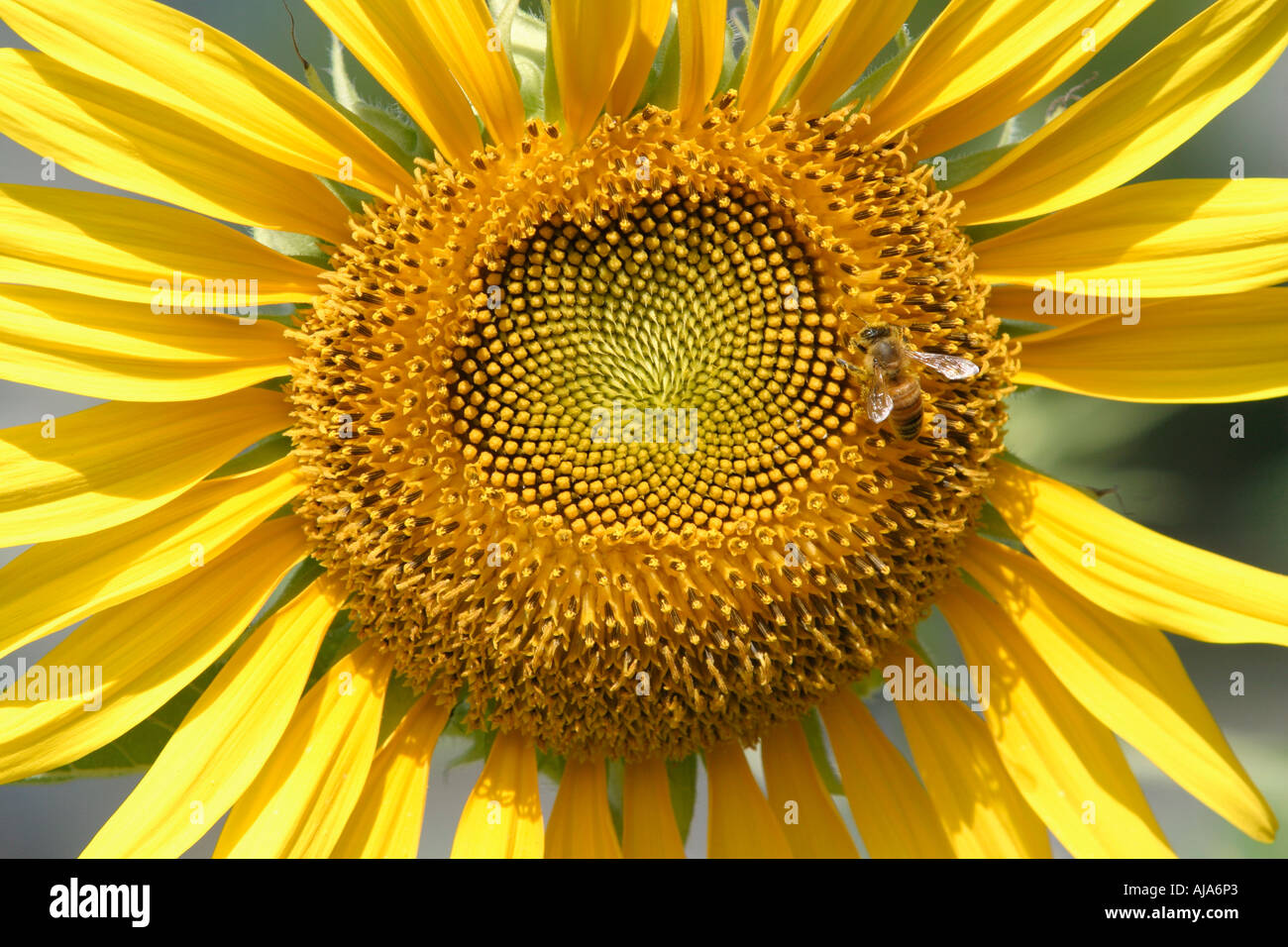 Images Of Sunflowers And Bees at Bobby Holman blog