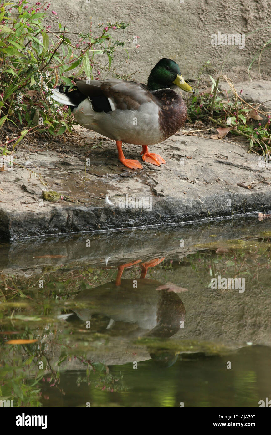 Male Mallard standing on water's edge Stock Photo - Alamy