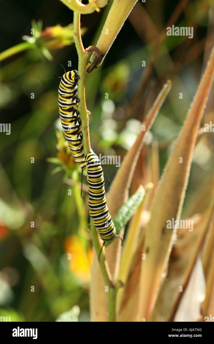 Two Monarch larvae on butterfly weed stem Stock Photo - Alamy