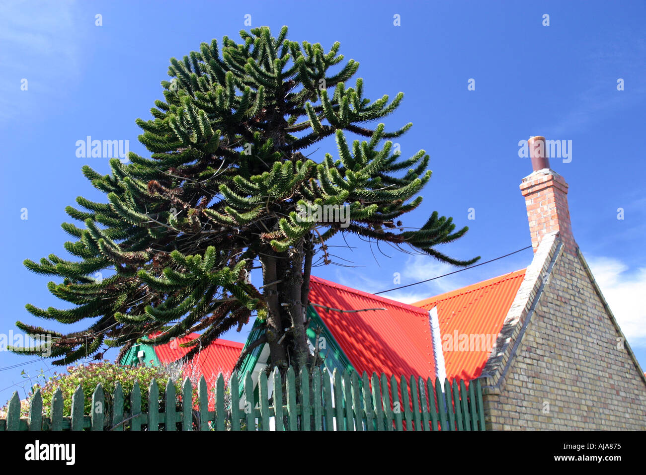 Monkey tree growing in garden of a house in Stanley capital of the ...
