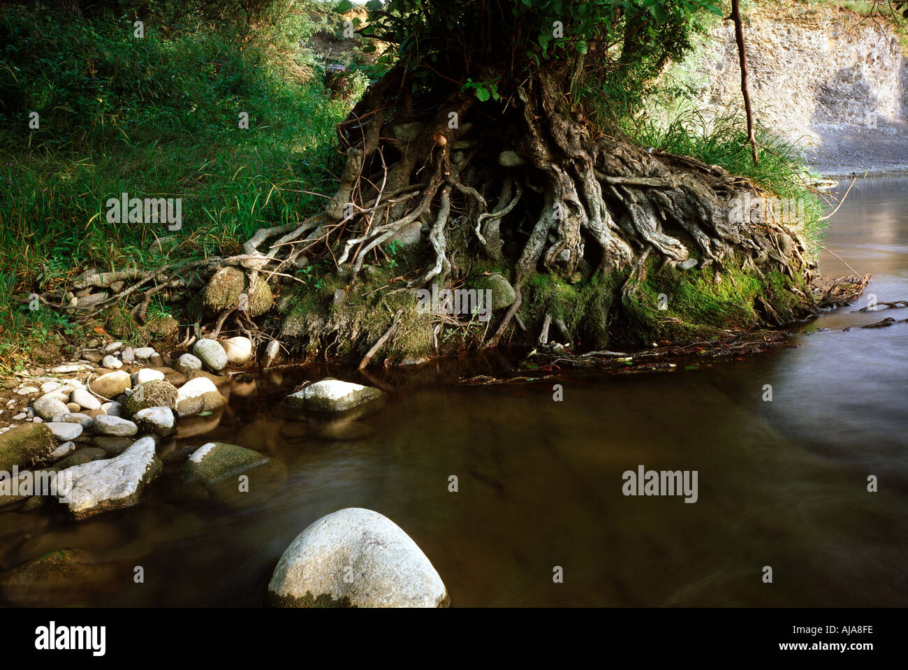 roots of a big tree near the river Stock Photo - Alamy