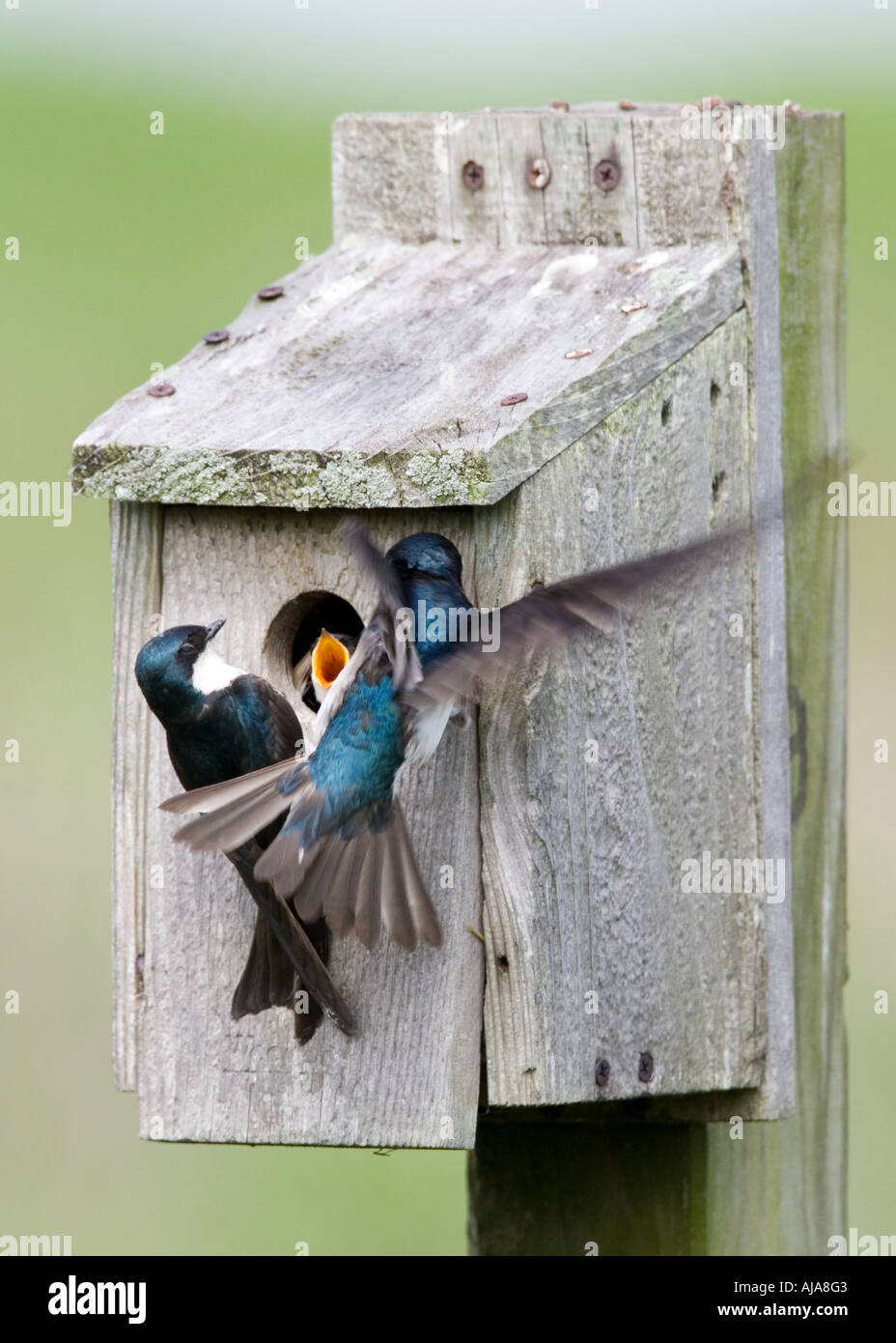 parenting tree swallows Stock Photo - Alamy