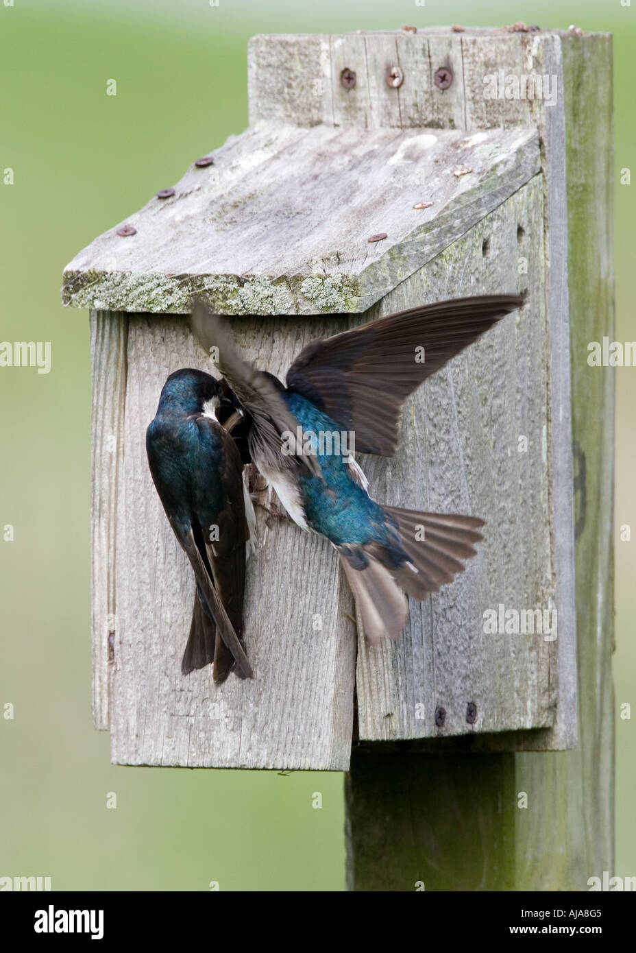 Parenting tree swallows Stock Photo - Alamy