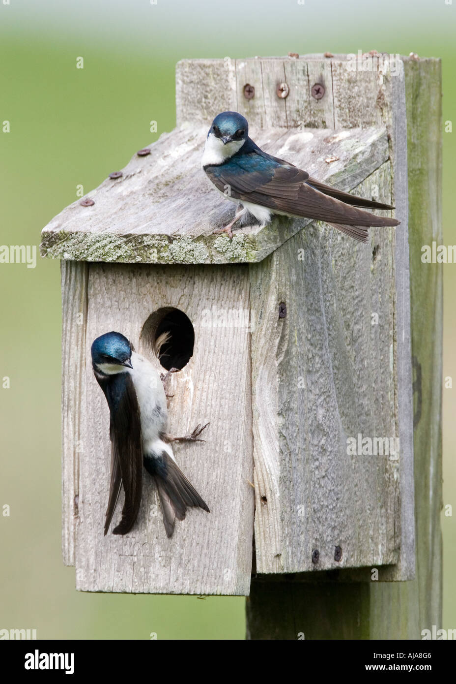 Tree swallows feeding hi-res stock photography and images - Alamy