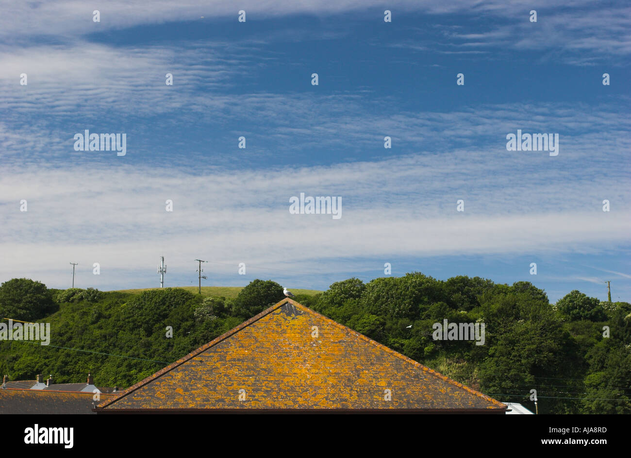 Wispy moss hi-res stock photography and images - Alamy