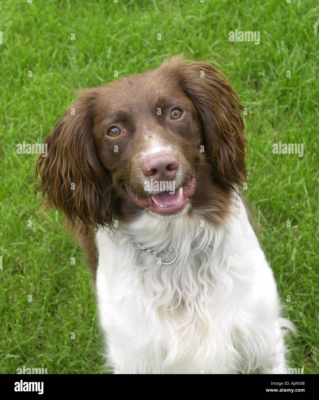 English springer spanial hi-res stock photography and images - Alamy