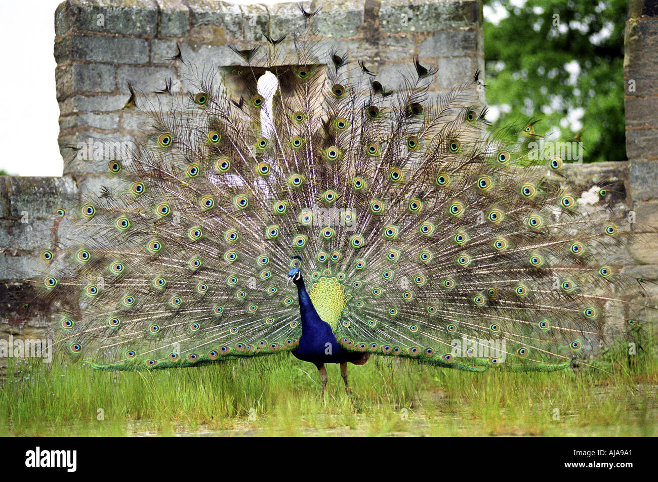 Male peacock feathers hi-res stock photography and images - Alamy