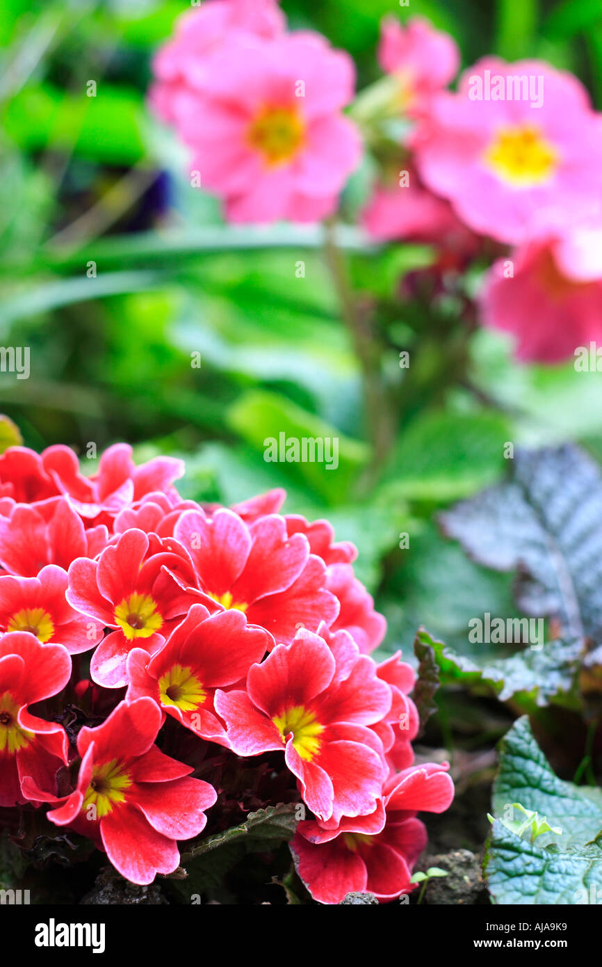 Garden primroses in a flower bed Stock Photo - Alamy