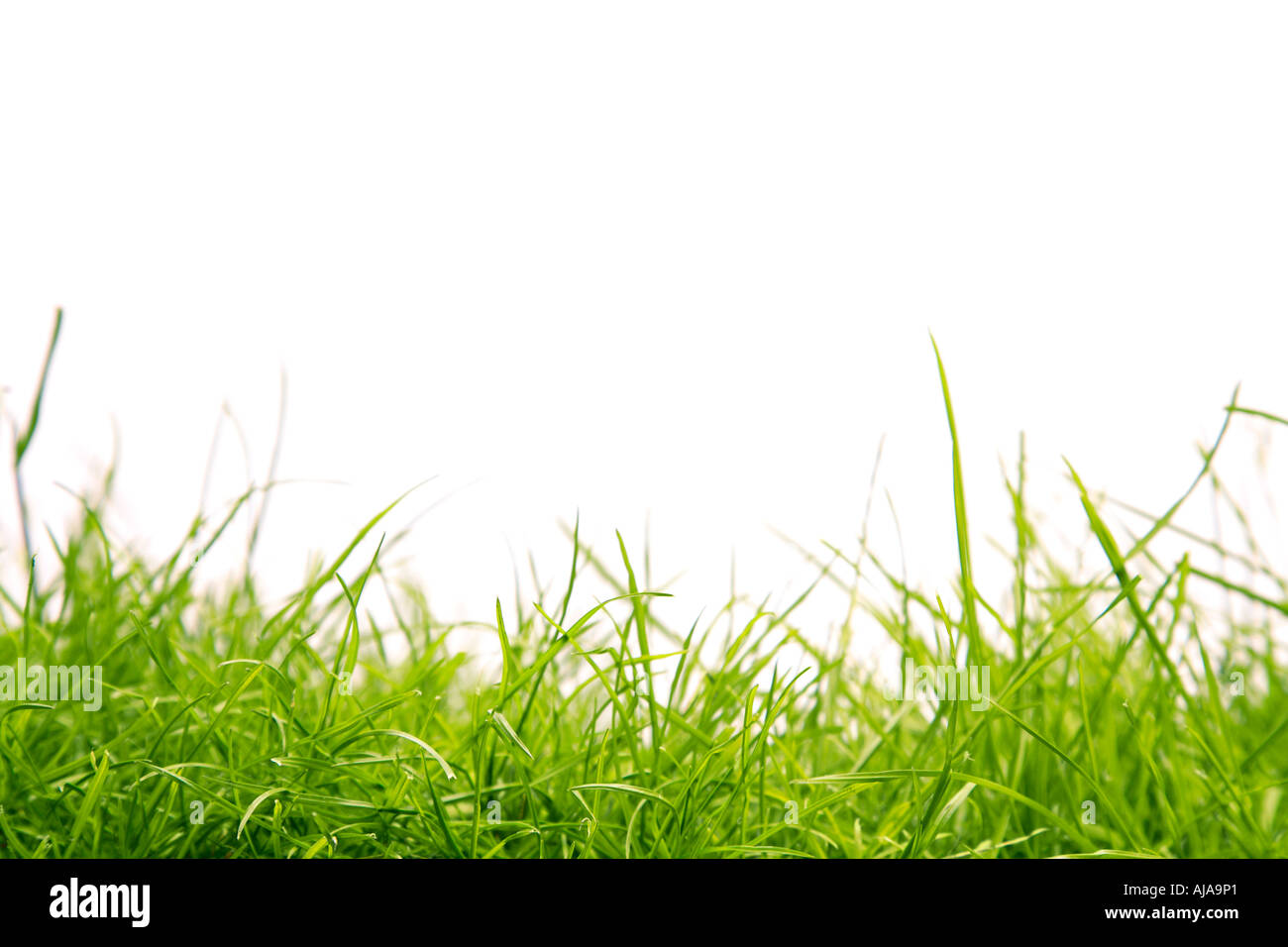 Long Grass White Background High Resolution Stock Photography and ...