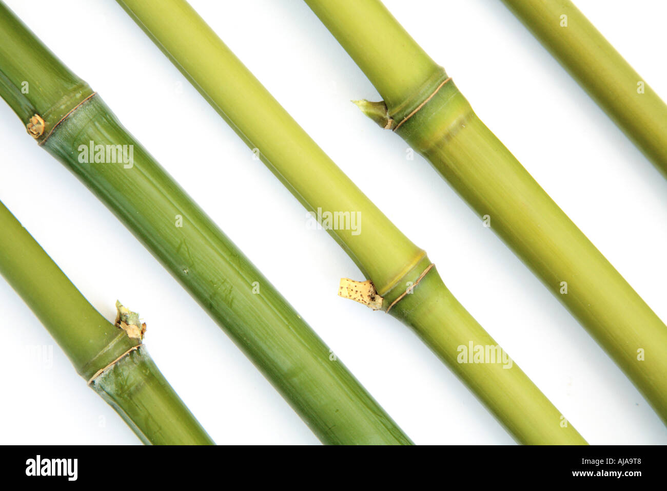 Plant diagonal cut stem hi-res stock photography and images - Alamy