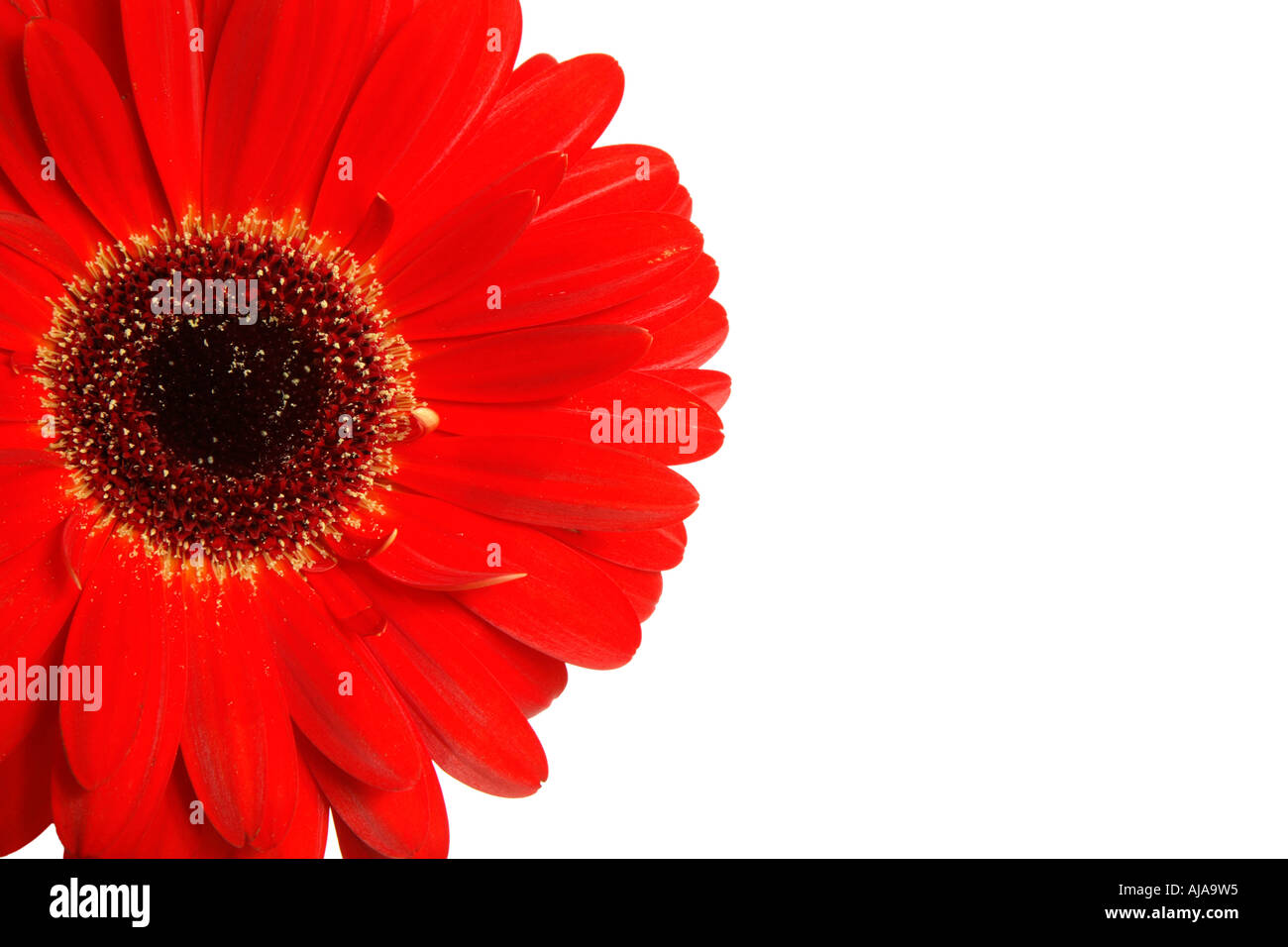 Gerbera isolated on a white background with copy space Stock Photo - Alamy