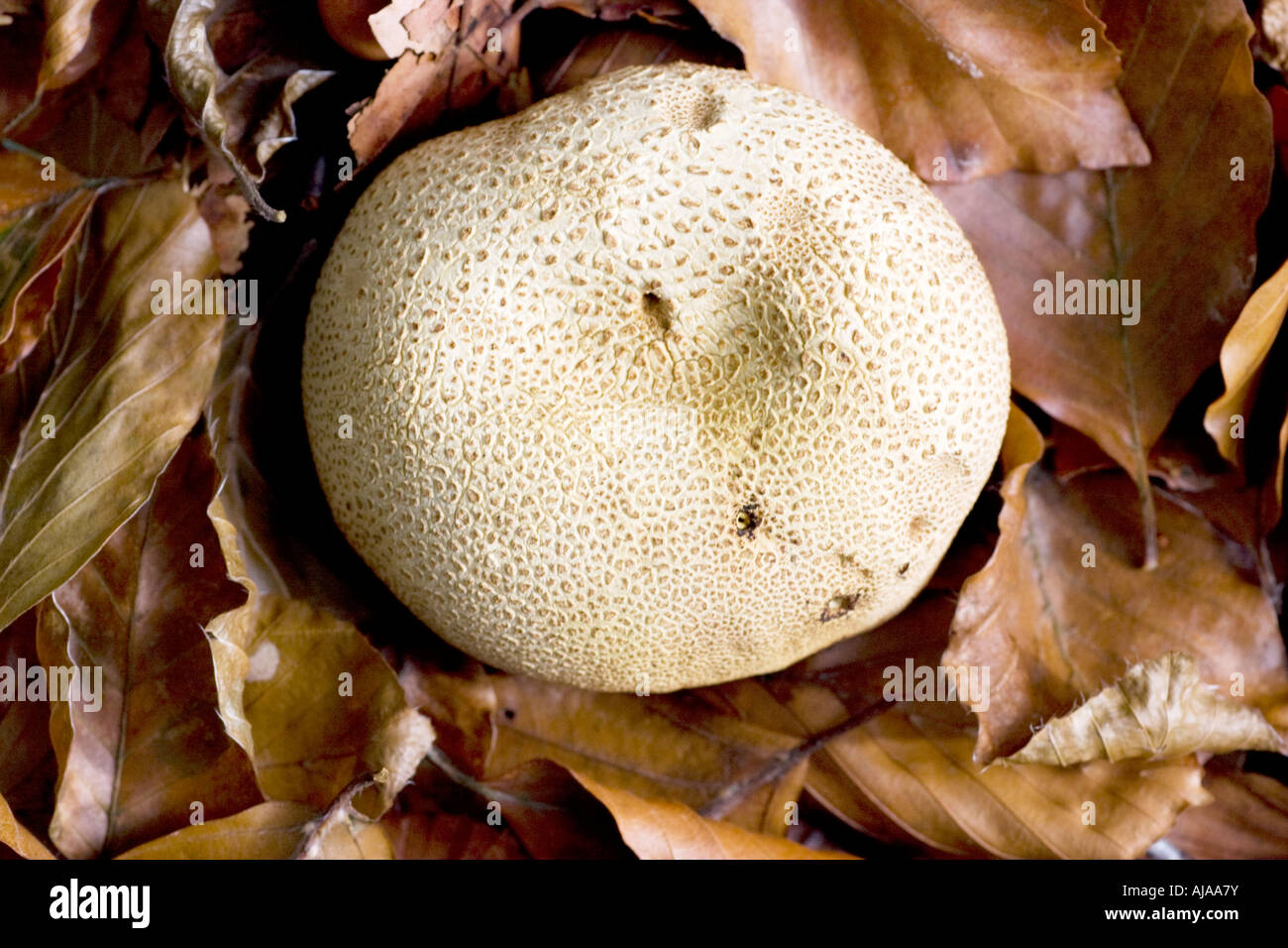 earthball, Scleroderma areolatum, mushroom Stock Photo - Alamy