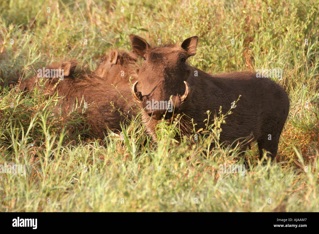Family warthogs Kruger National Park South Africa Stock Photo - Alamy