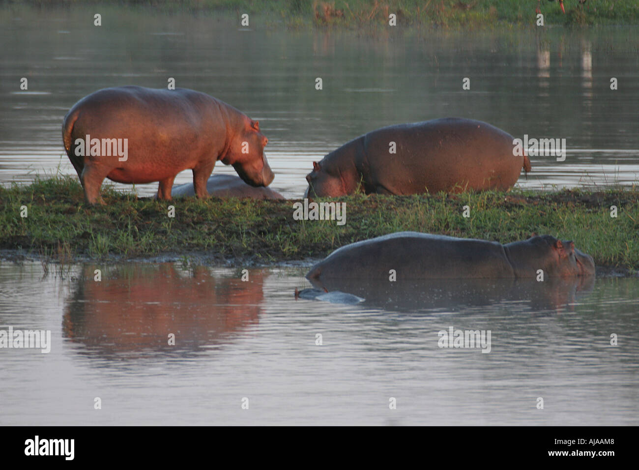 Hippo lake Kruger National Park South Africa Stock Photo - Alamy