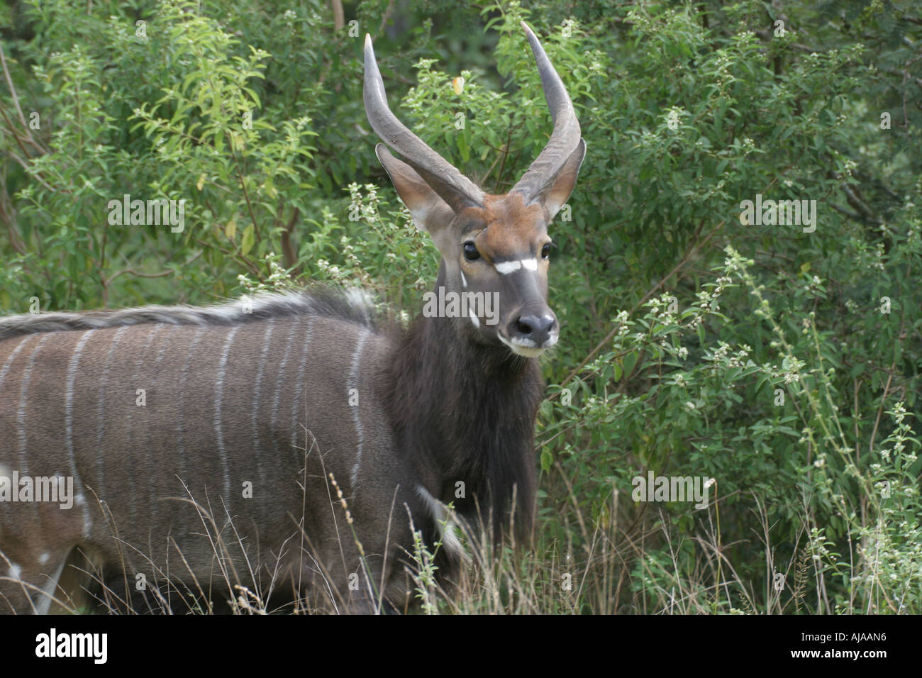 Nyala bull Kruger National Park South Africa Stock Photo - Alamy
