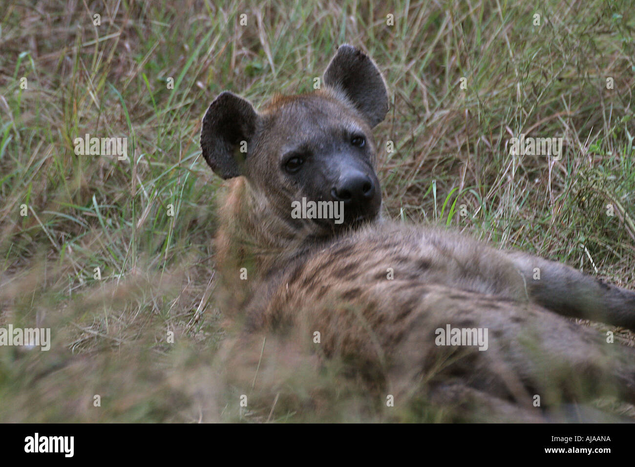 Hyena laying down Kruger National Park South Africa Stock Photo - Alamy