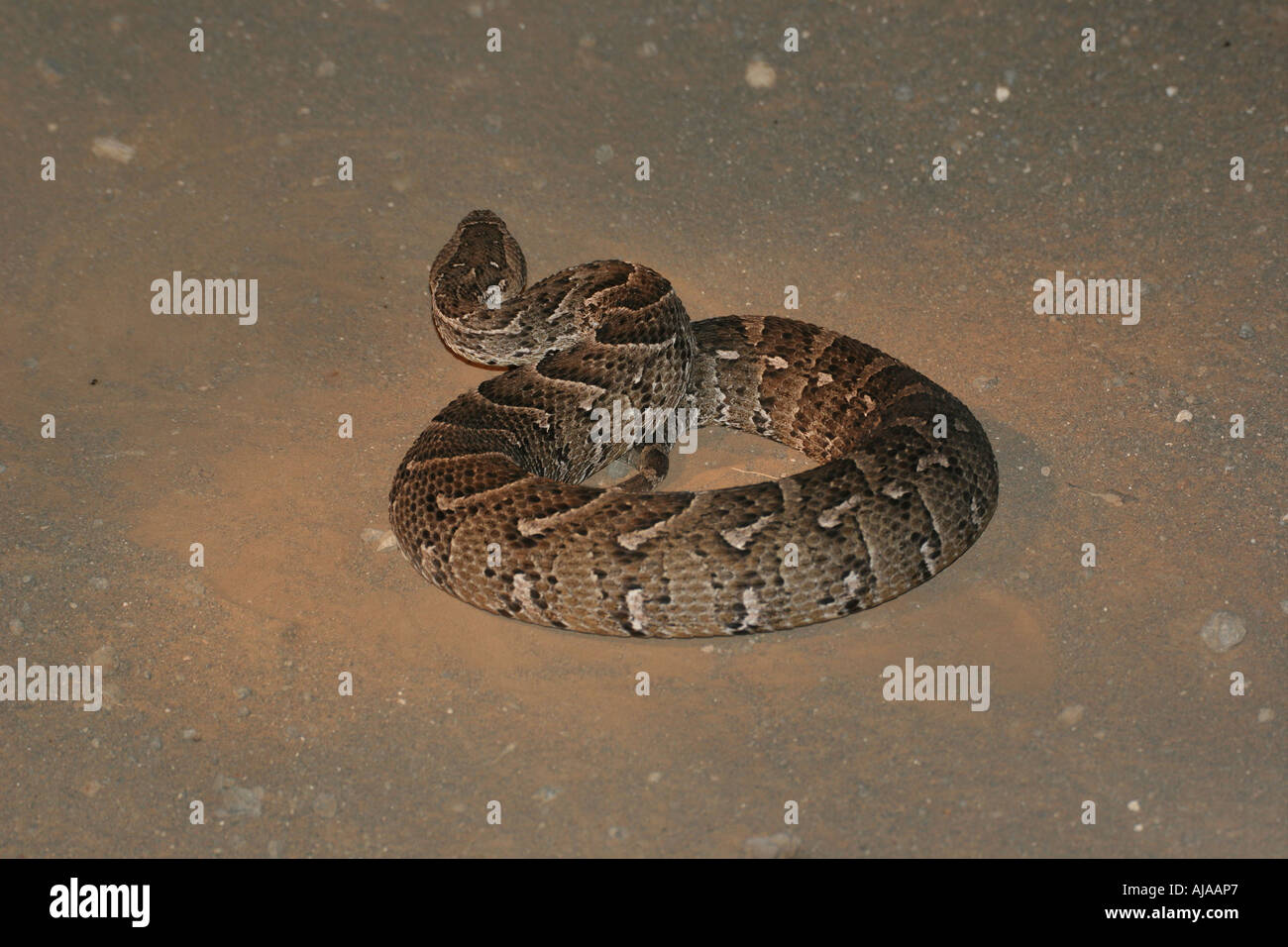 Moving puff adder hi-res stock photography and images - Alamy