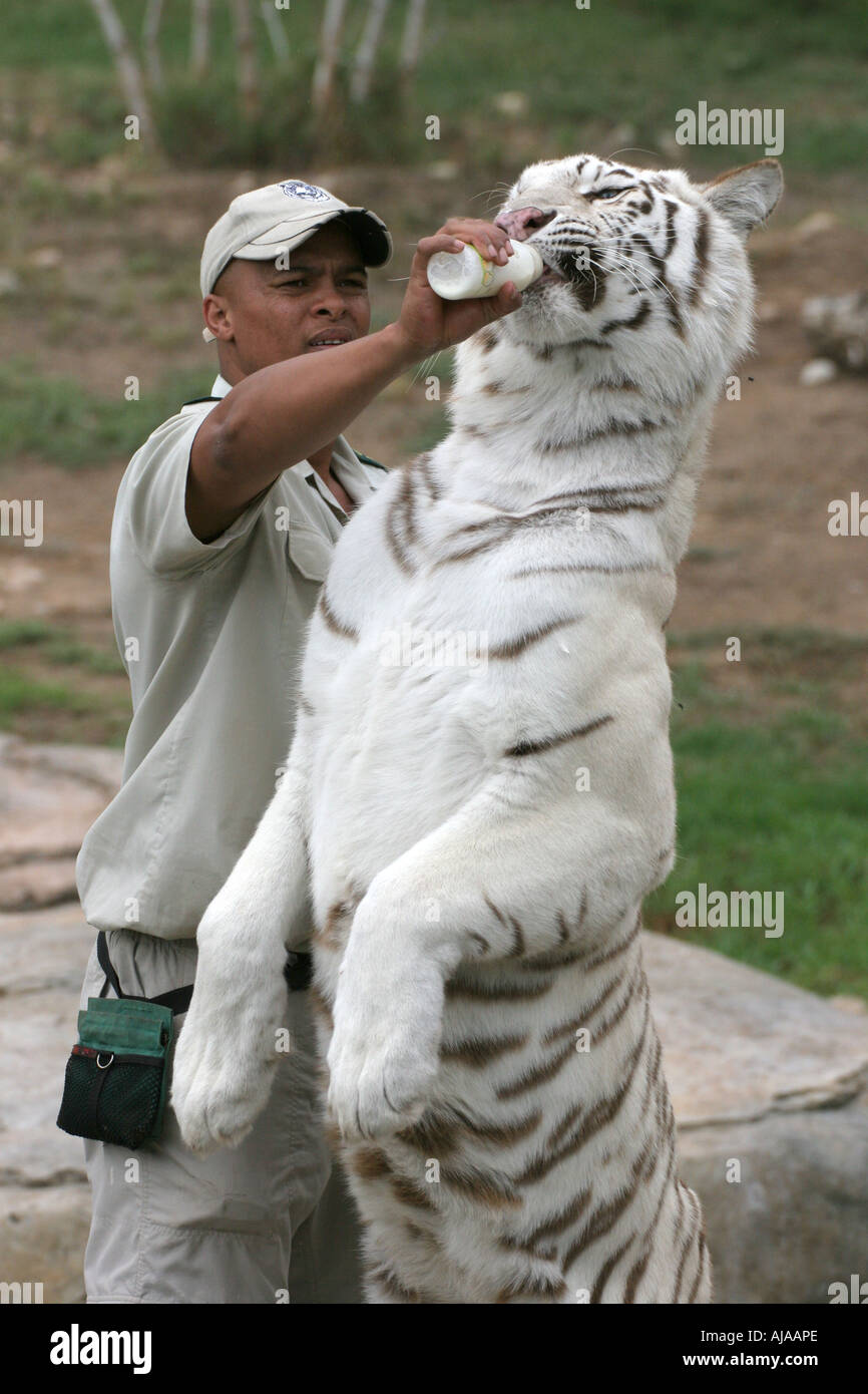 White Bengal tiger hand fed Stock Photo - Alamy