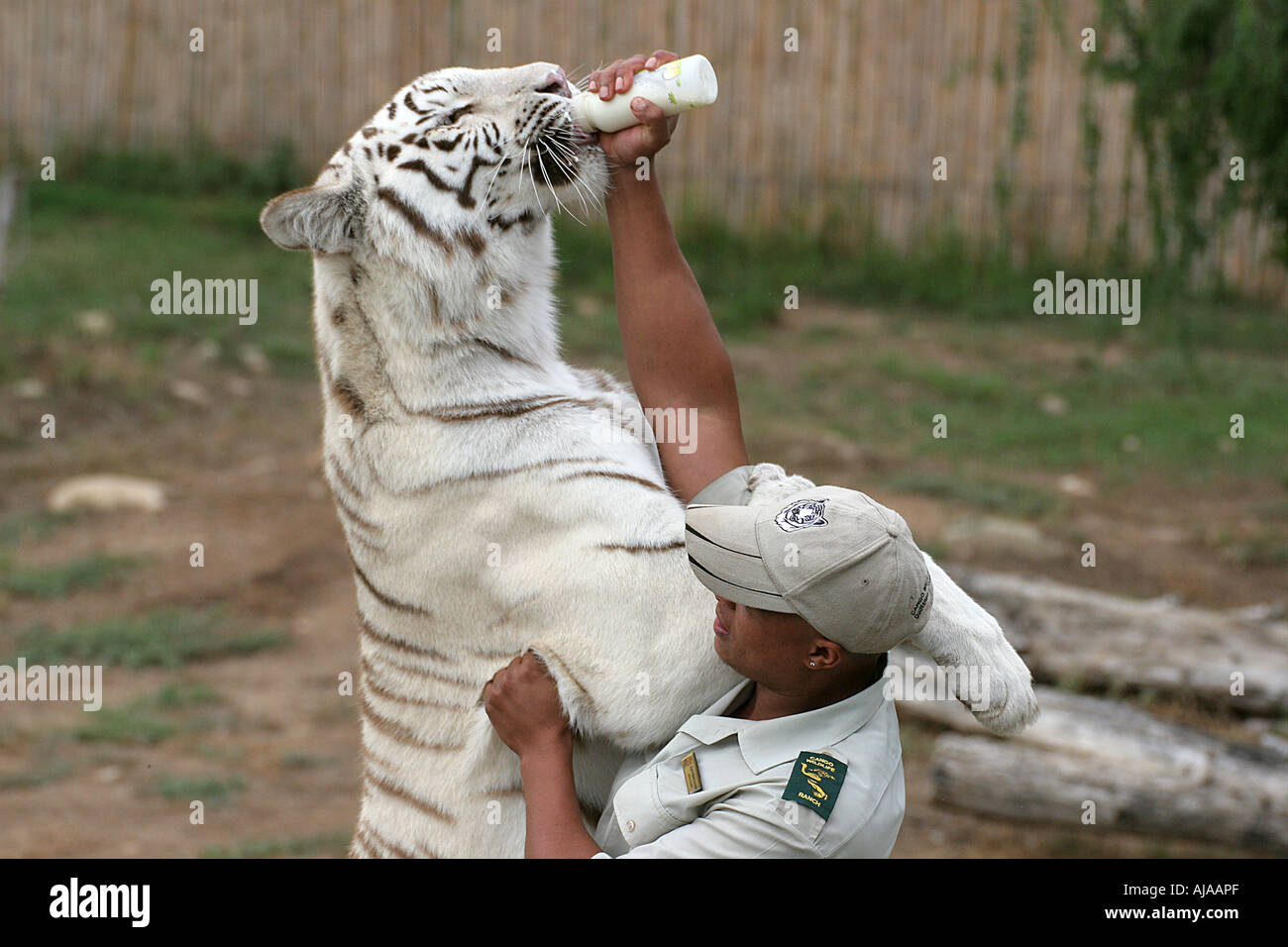 White Bengal tiger hand fed Stock Photo - Alamy
