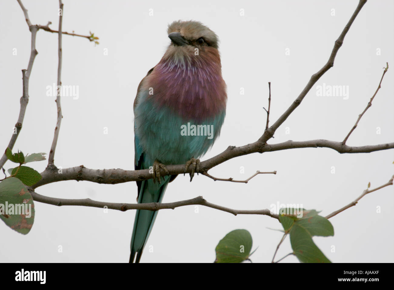 lilac breasted roller tree Africa Stock Photo - Alamy