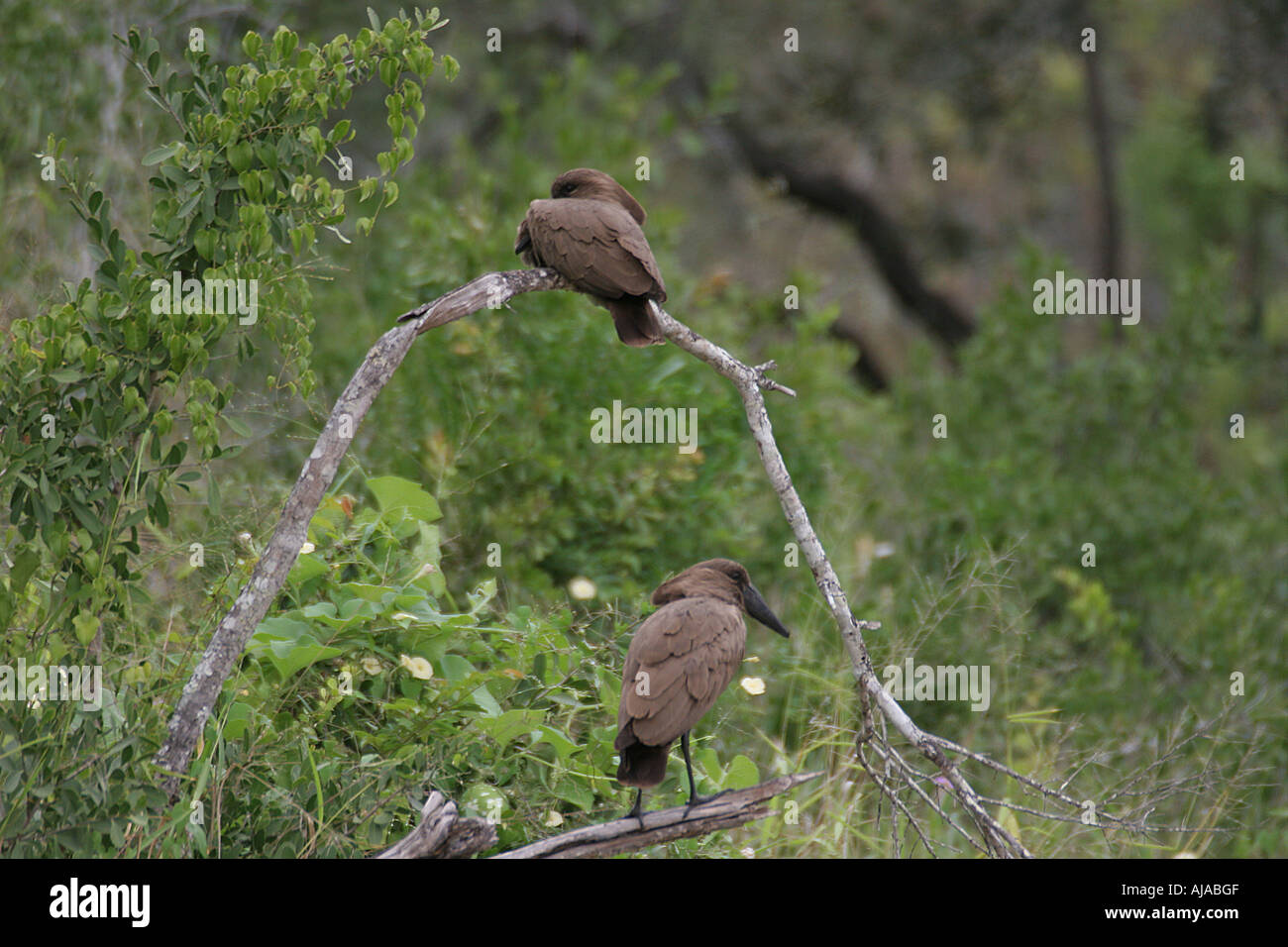 pair hammerkops South Africa Stock Photo - Alamy