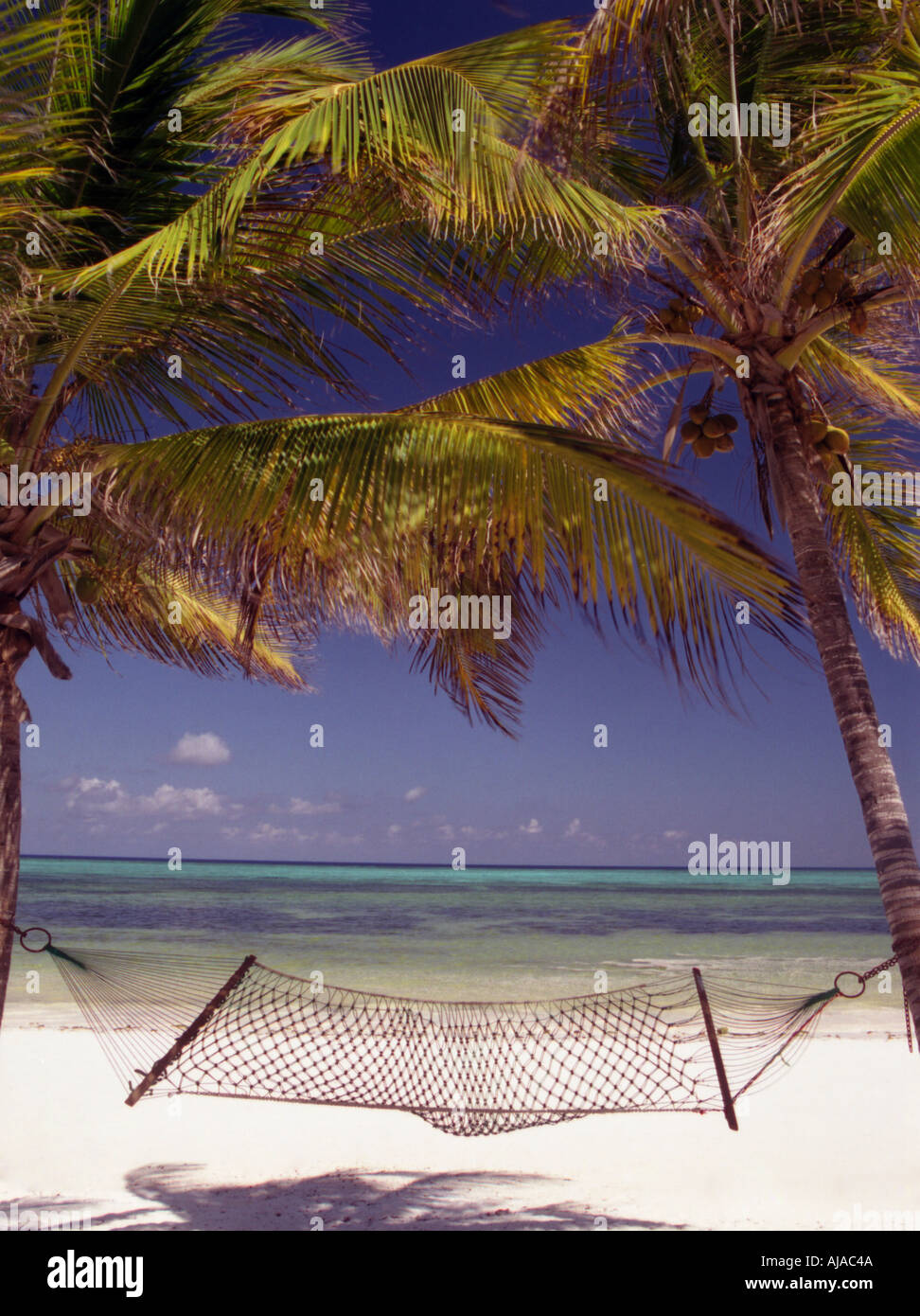 Palm trees bwejuu beach zanzibar hi-res stock photography and images ...