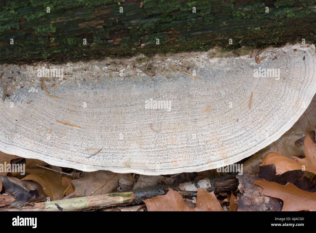 Daedalea quercina mushroom Stock Photo - Alamy