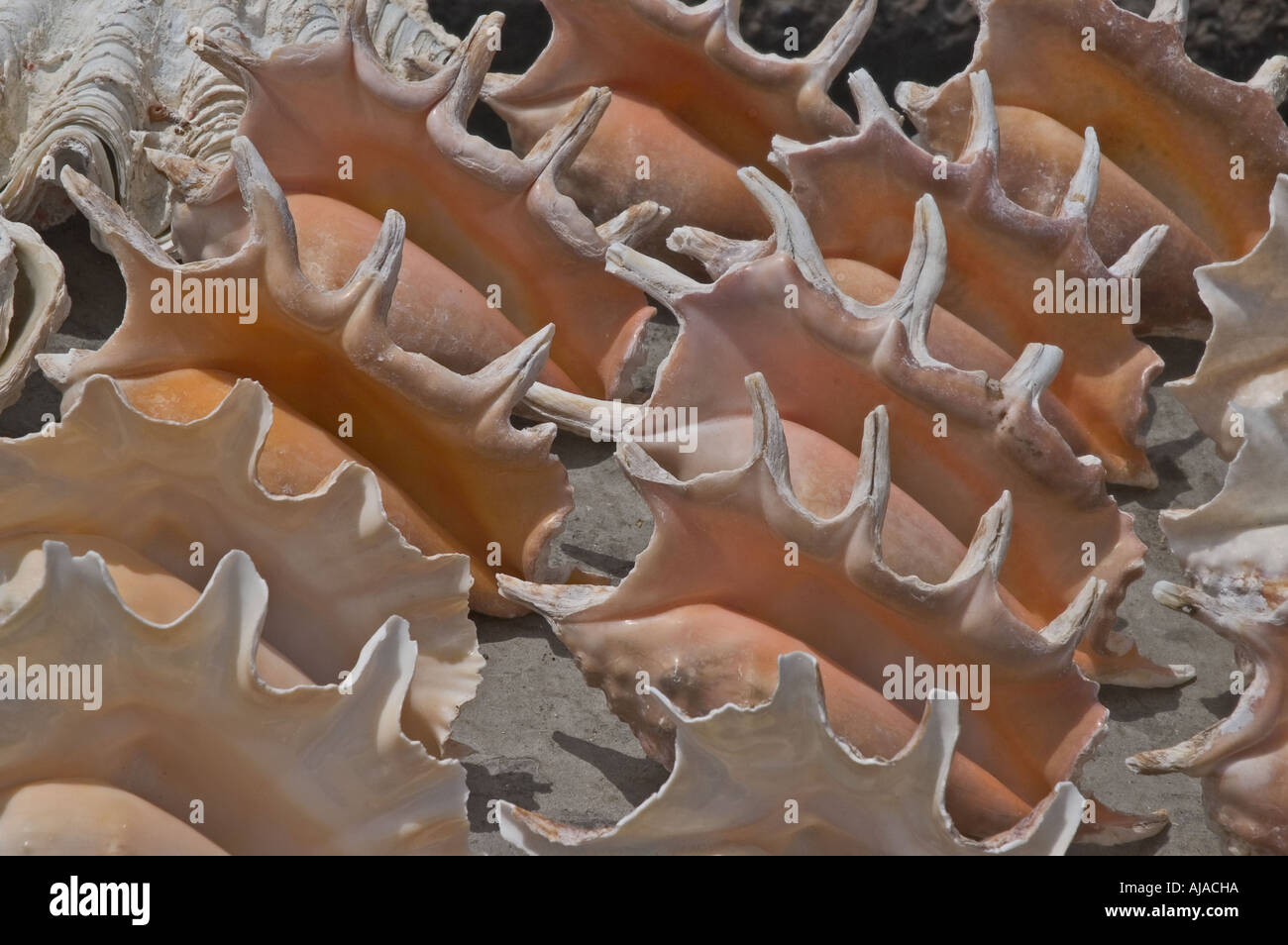 Egypt Alexandria shells sale market stall Stock Photo - Alamy