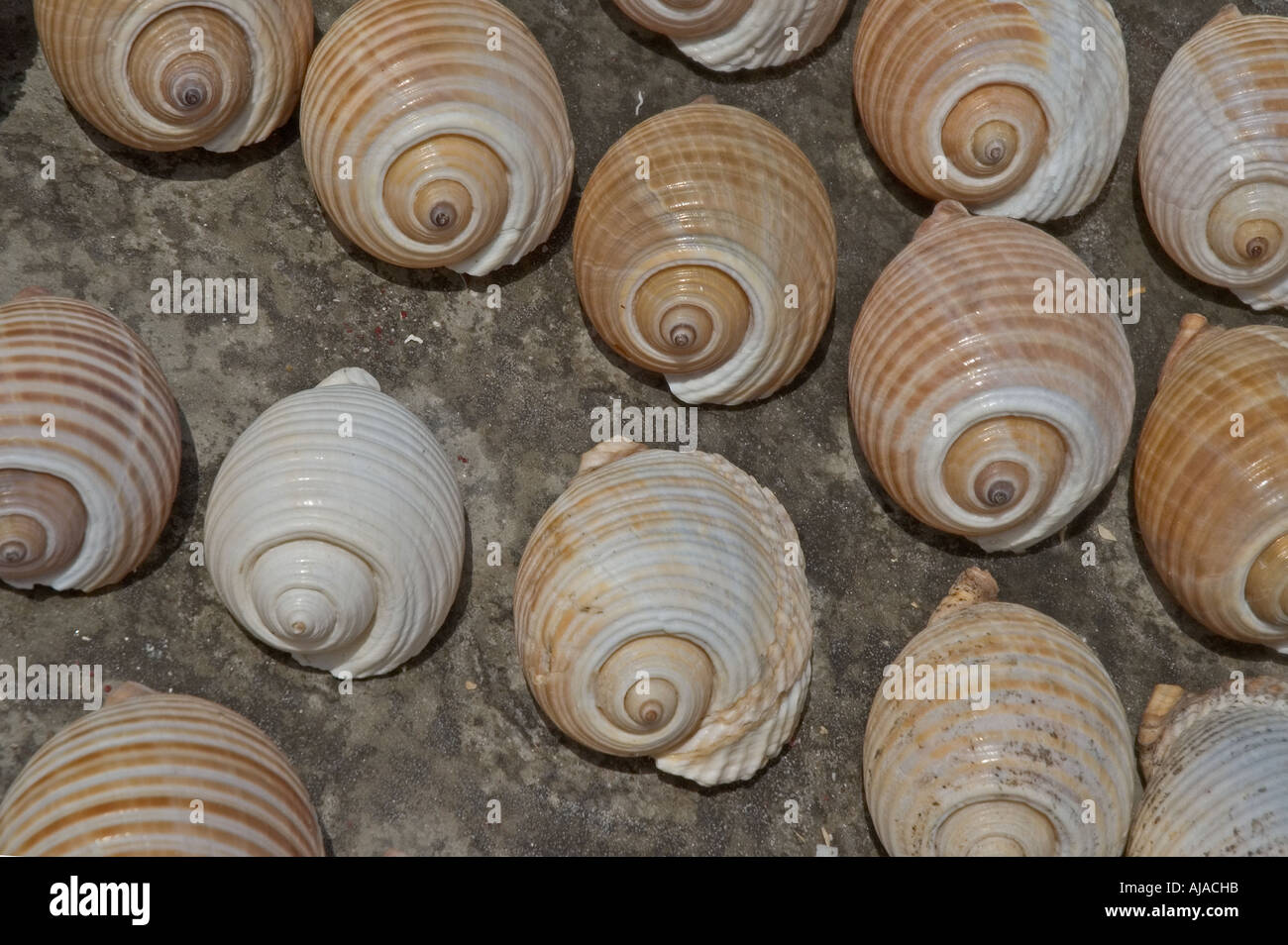 Egypt Alexandria shells sale market stall Stock Photo - Alamy
