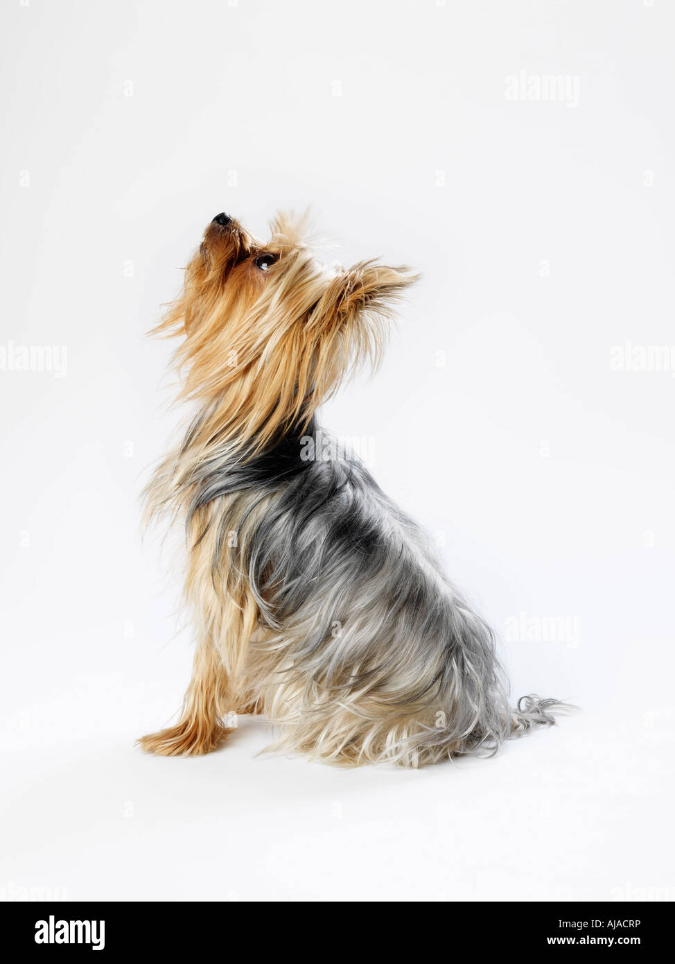 Profile of Yorkshire Terrier Stock Photo - Alamy